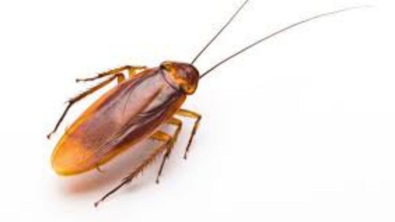 Como afastar baratas de forma natural - Barretos e Região