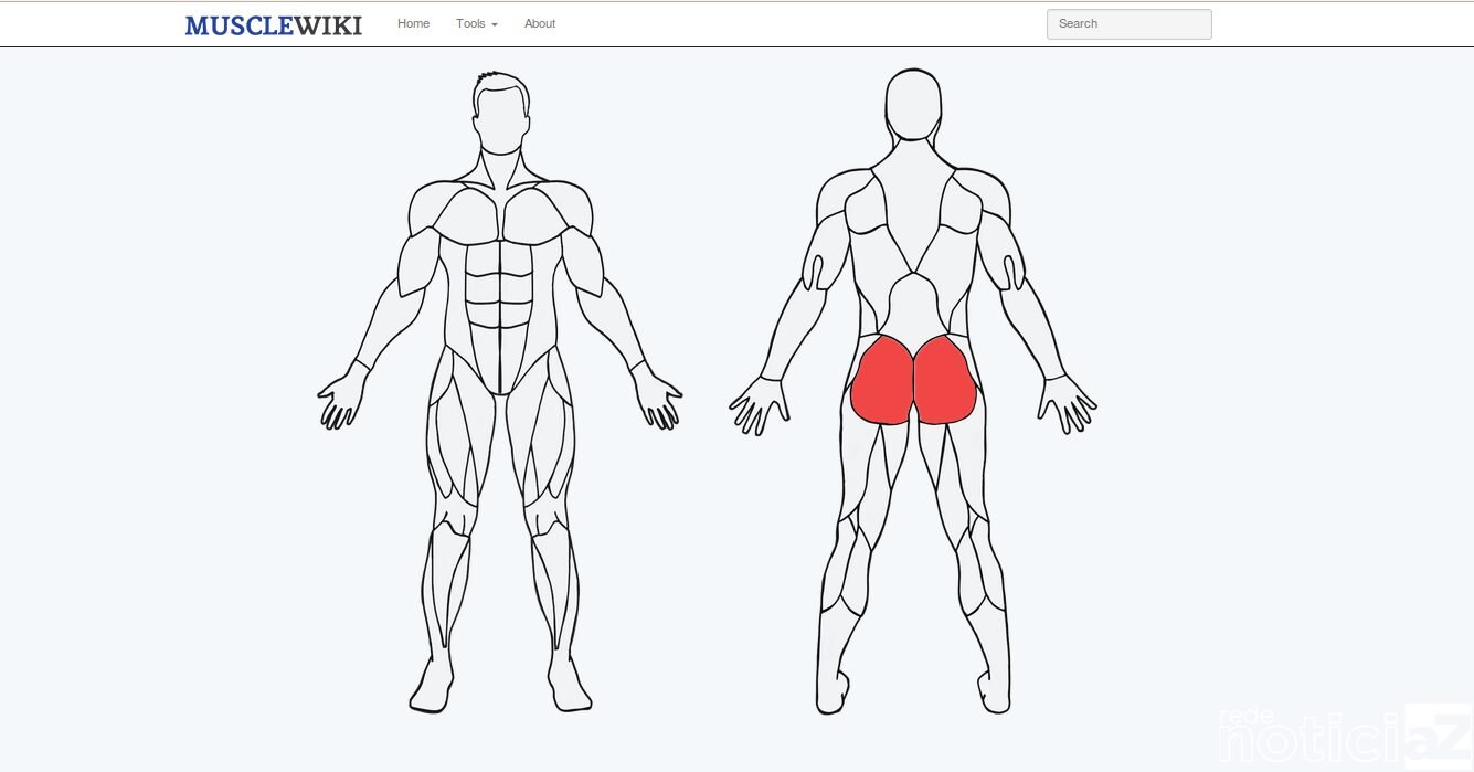 Descubra site que mostra exercício específico para cada grupo muscular ...